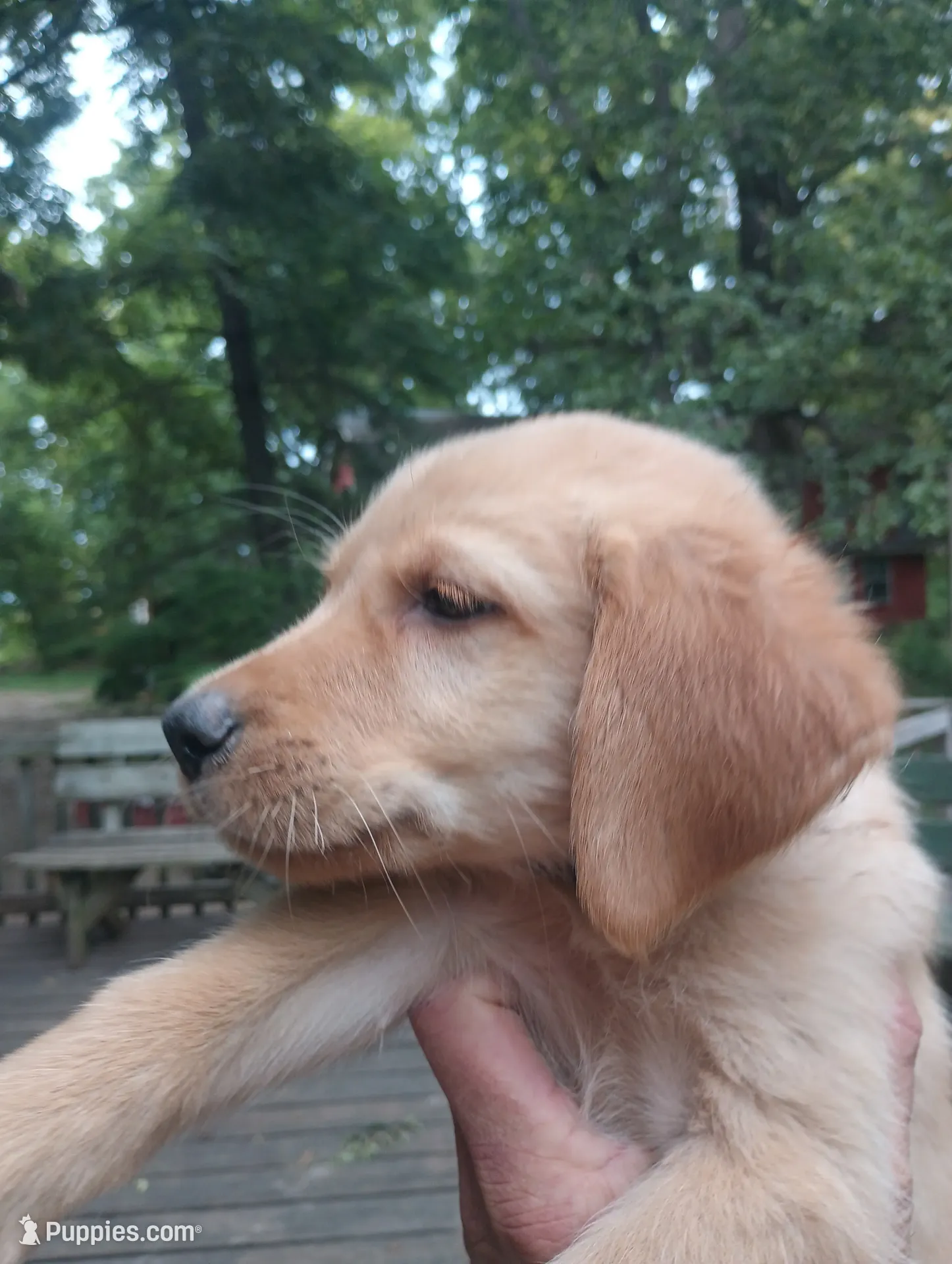 Shep – Labrador Retriever Puppy for Sale in Eldred, IL | Puppies.com