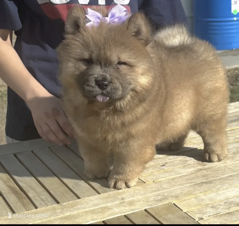 KELSEY is a Chow Chow puppy for sale in California, CA