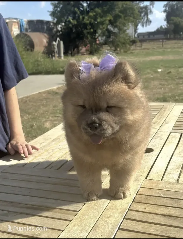 KELSEY is a Chow Chow puppy for sale in California, CA