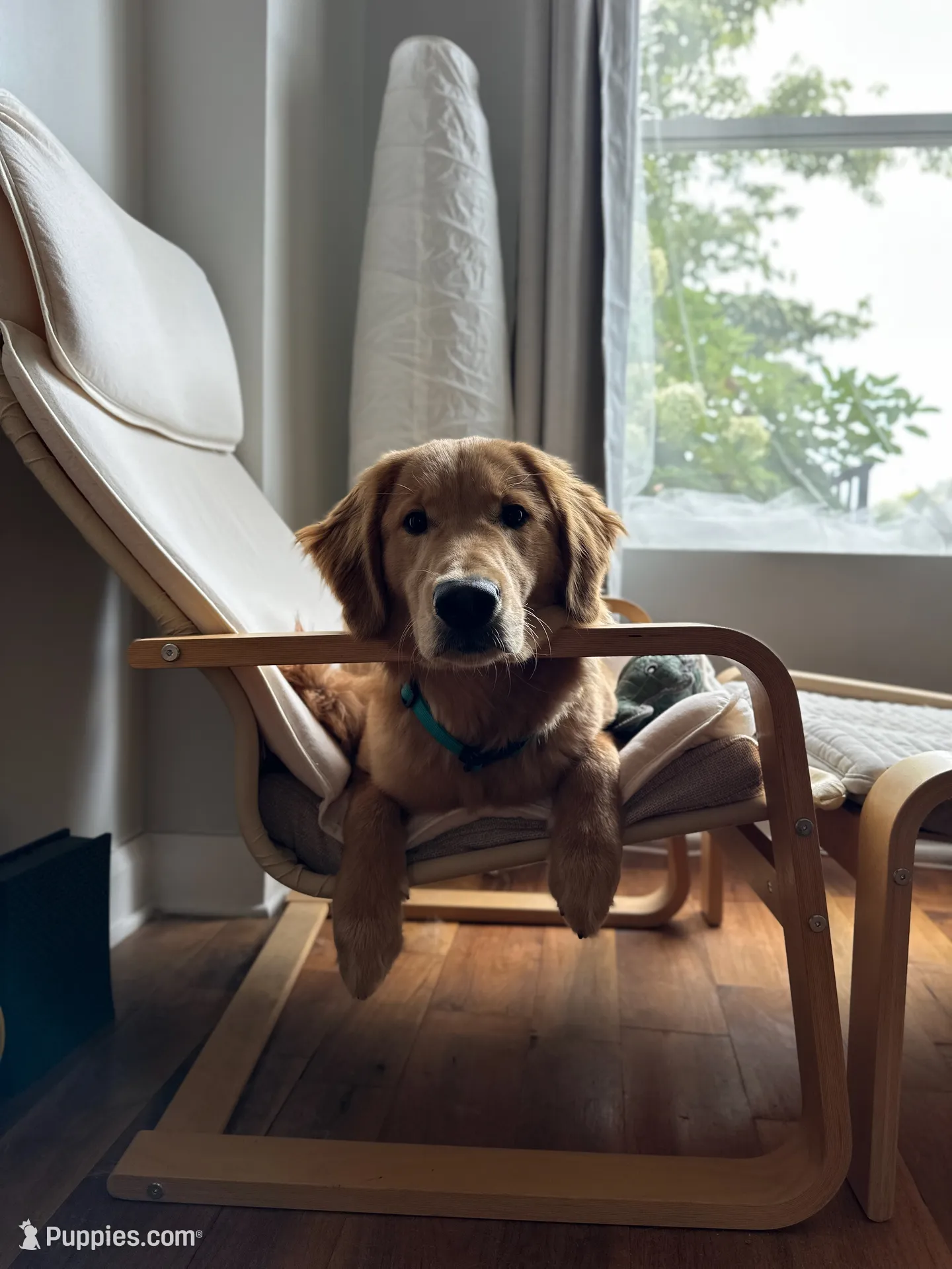 Archie – Golden Retriever Puppy for Sale in Wooster, OH | Puppies.com