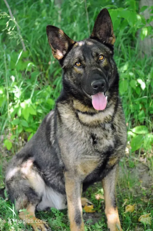 County Line German Shepherds of Michigan | Puppies.com