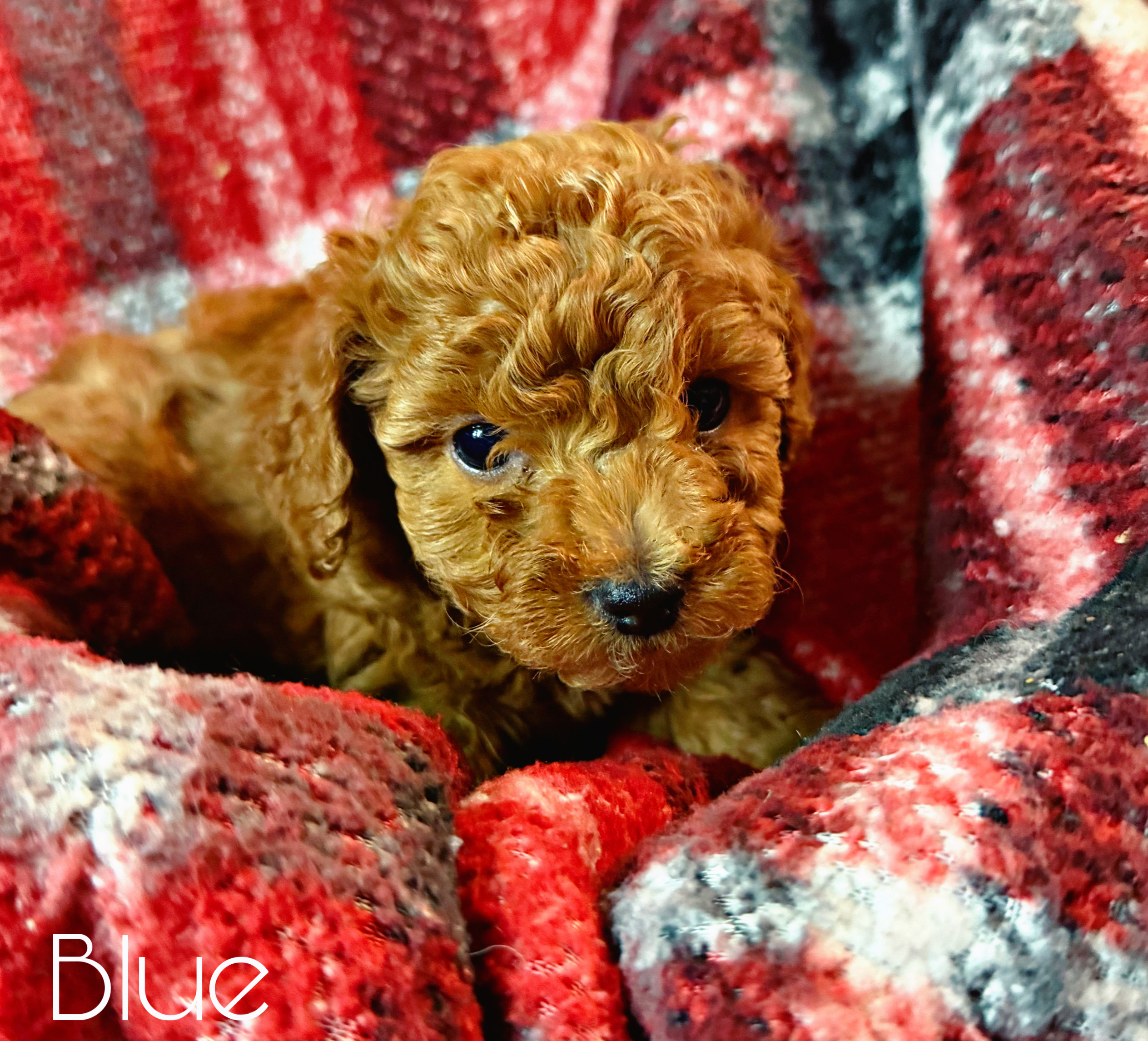 Blue is a Poodle - Toy puppy for sale in Markleton, PA