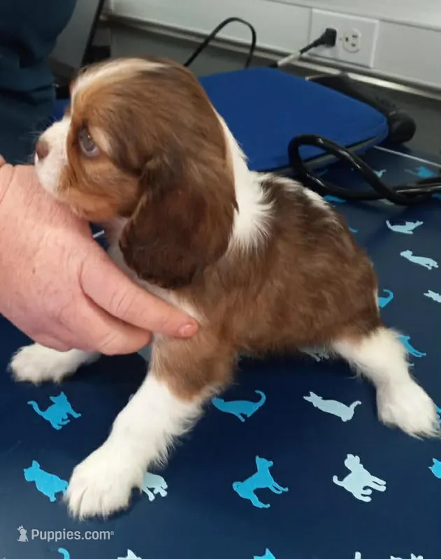 Ronnie is a Cavalier King Charles Spaniel puppy for sale in Sacramento, CA