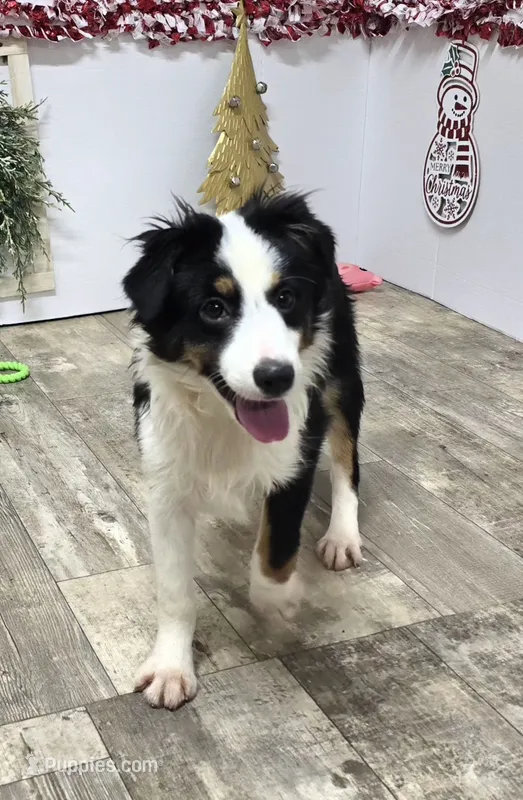 Roxy is a Toy Australian Shepherd puppy for sale in Chester, SC