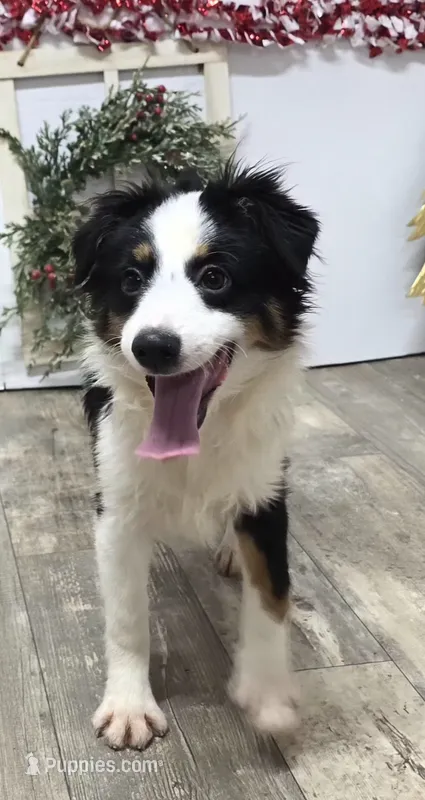 Roxy is a Toy Australian Shepherd puppy for sale in Chester, SC