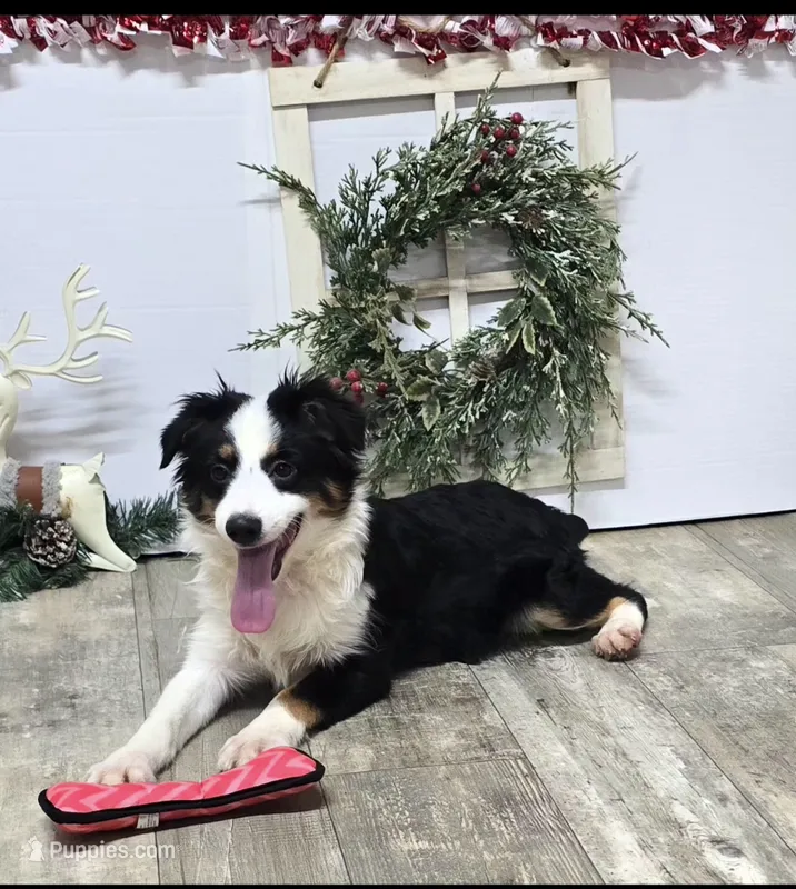 Roxy is a Toy Australian Shepherd puppy for sale in Chester, SC