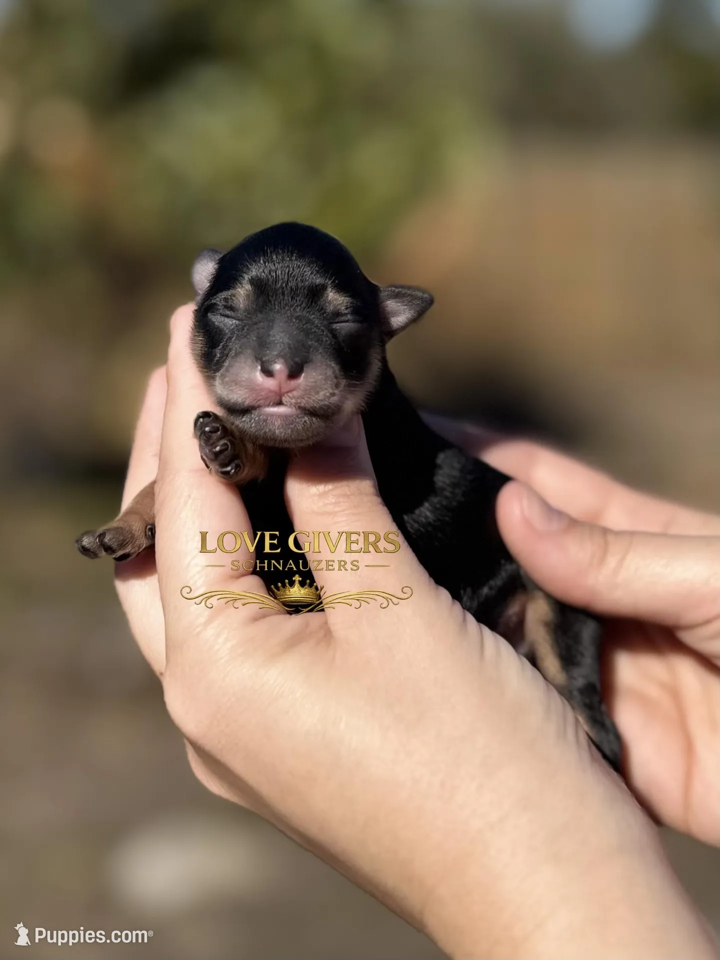 AKC BLACK & TAN BOY – Miniature Schnauzer Puppy for Sale | Puppies.com