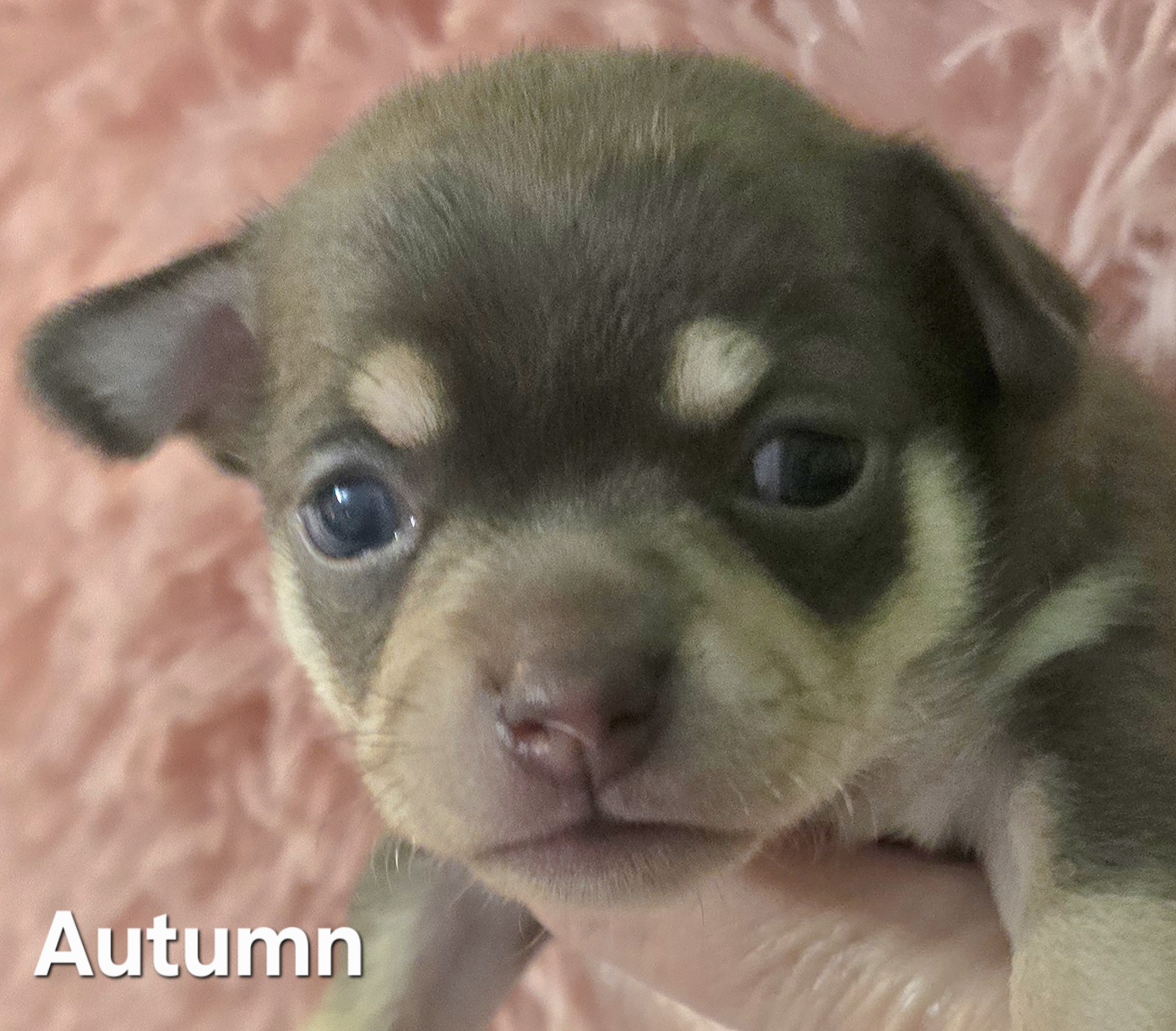 Autumn is a Chihuahua puppy for sale in Mims, FL