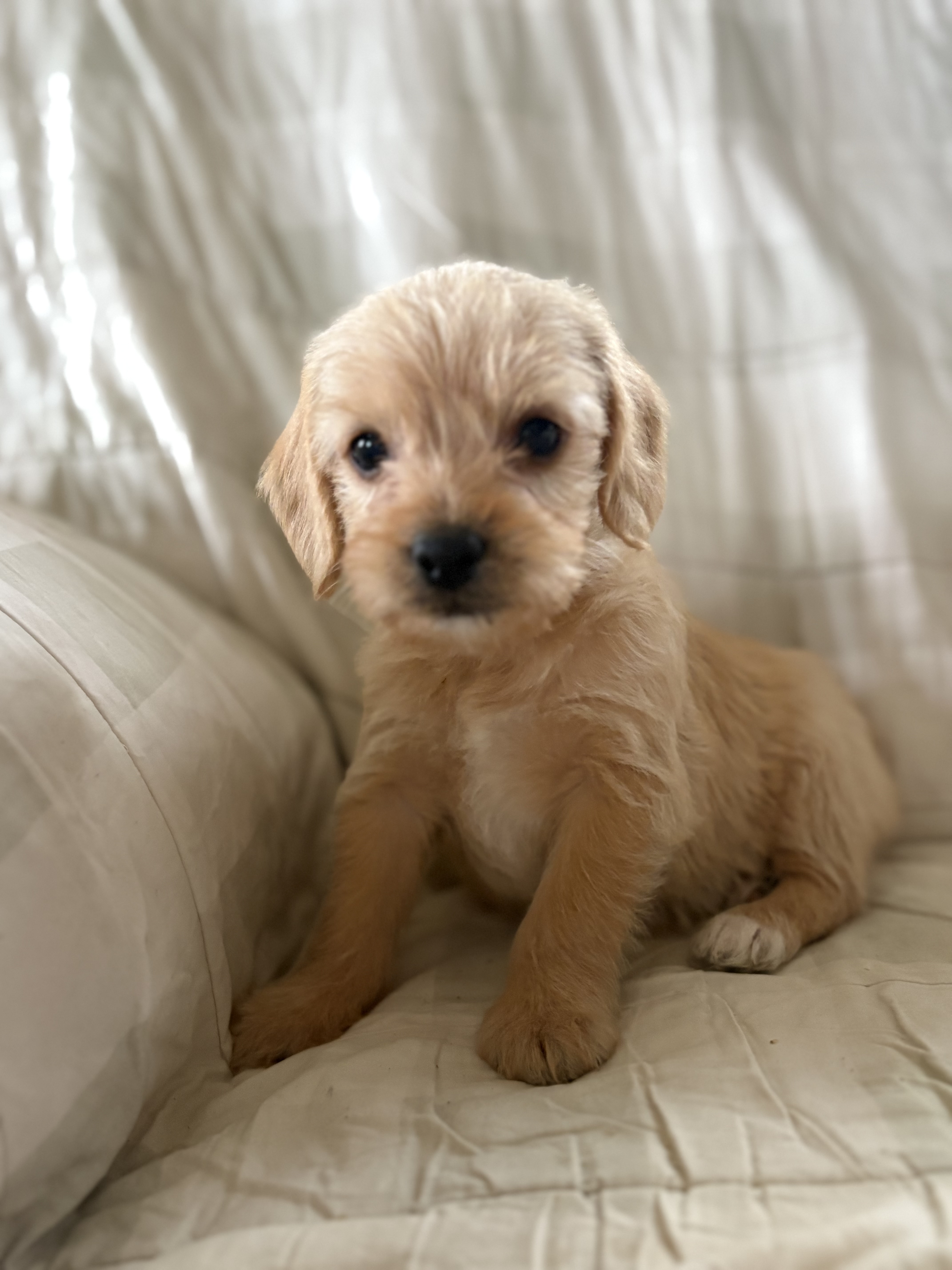 Twinkle is a Pugapoo puppy for sale in Charles City, IA