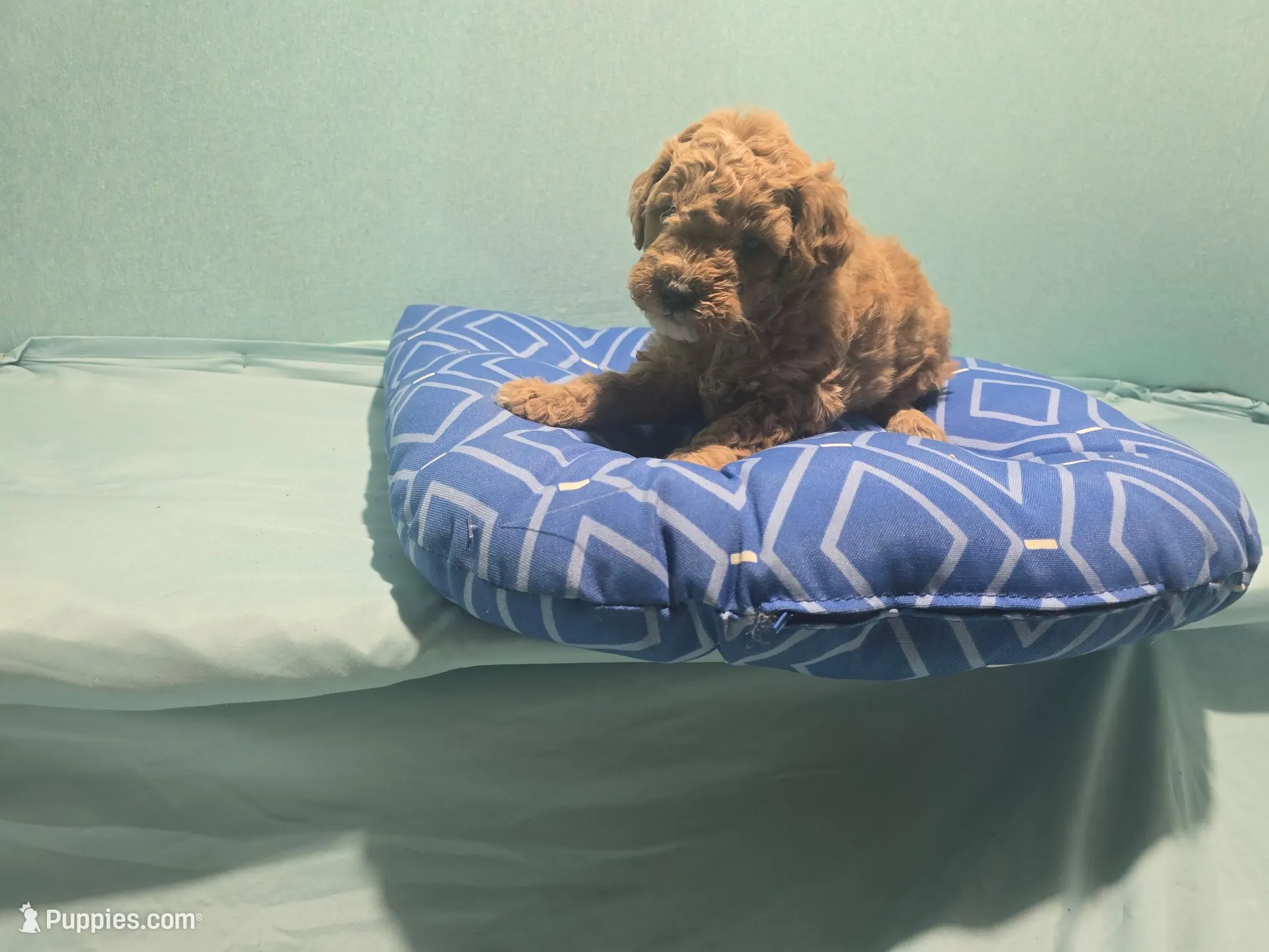 Boston – Poodle - Toy Puppy for Sale in Silver Spring, MD | Puppies.com