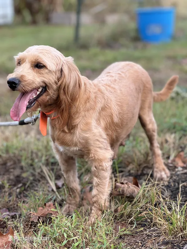 Kitty is a Miniature Goldendoodle puppy for sale in Nortonville, KY