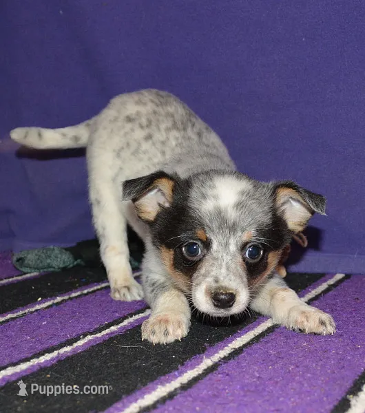 Mini Heeler - Jitterbug is a Australian Cattle Dog puppy for sale in ...