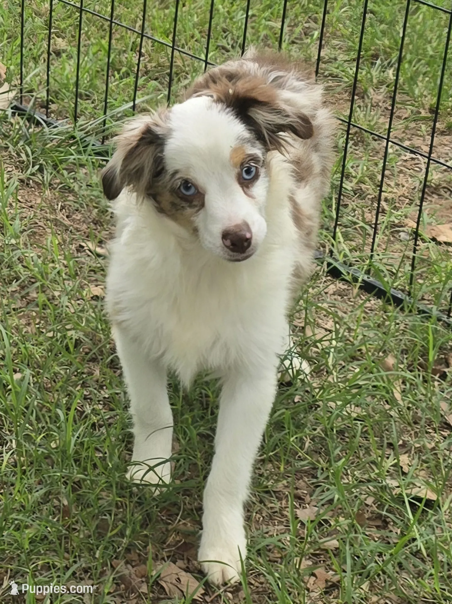 Gage – Toy Australian Shepherd Puppy for Sale in Edgemoor, SC | Puppies.com