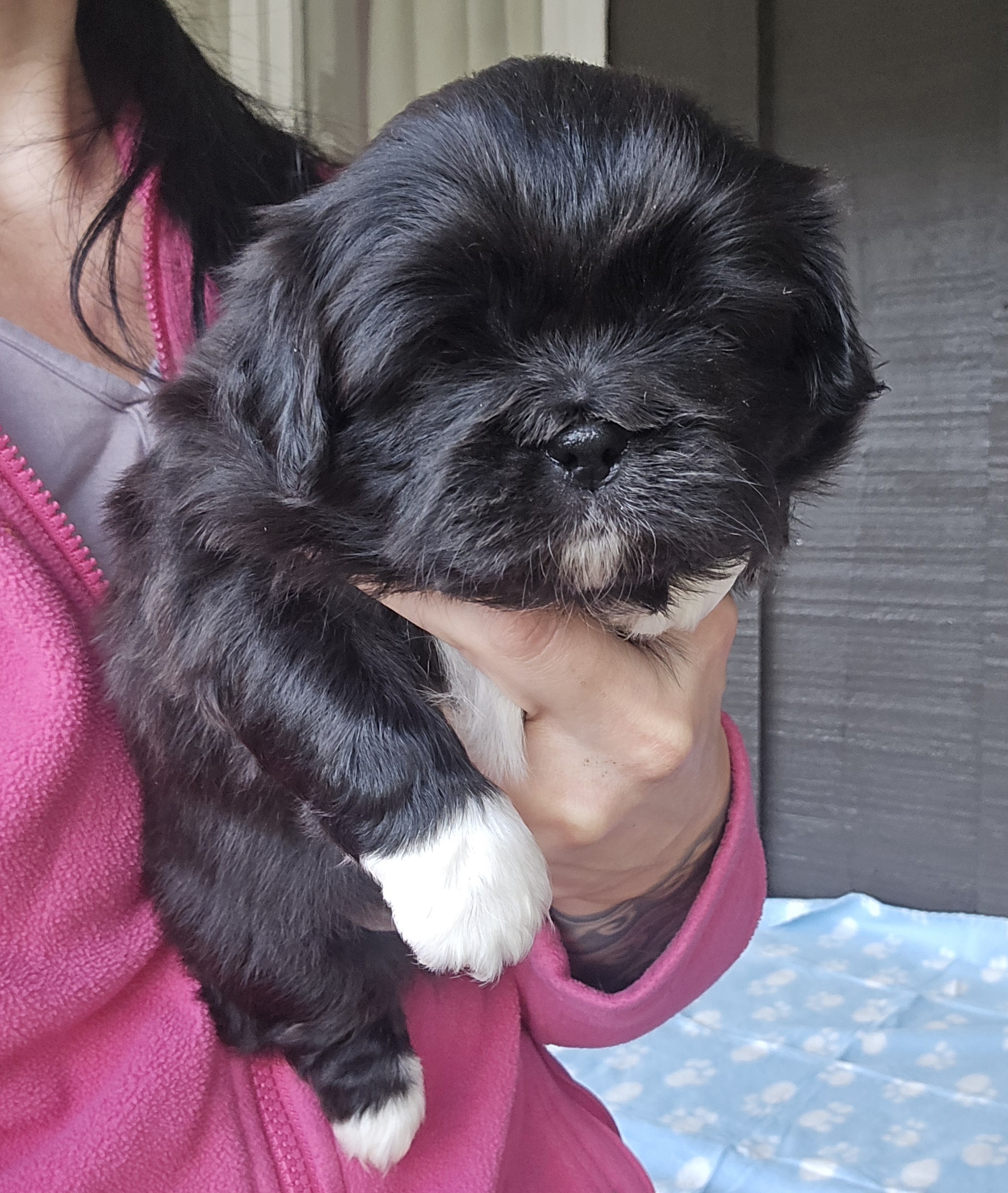Lurch is a Pekingese puppy for sale in Ticonderoga, NY