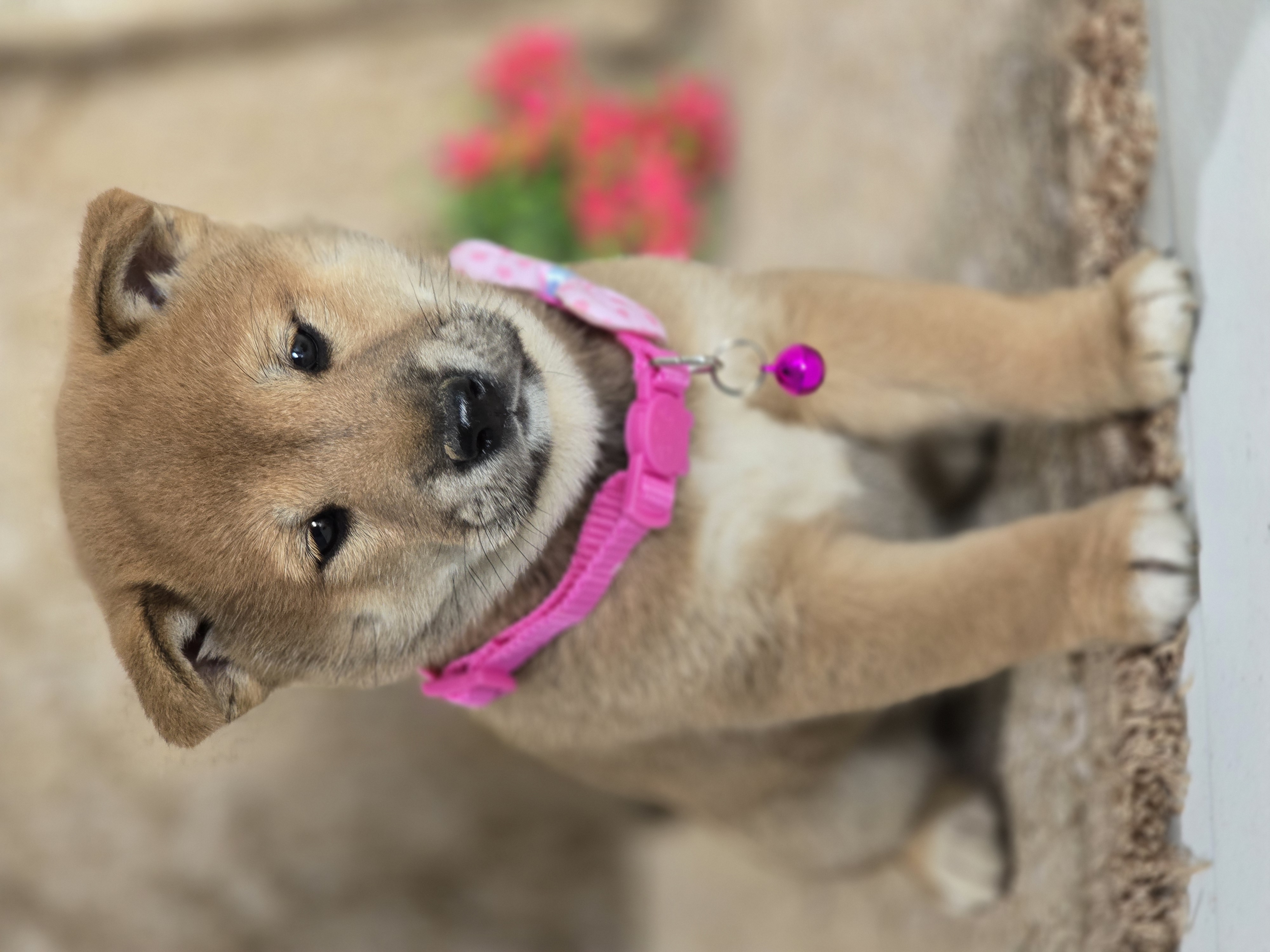 Suki is a Shiba Inu puppy for sale in Itasca, TX