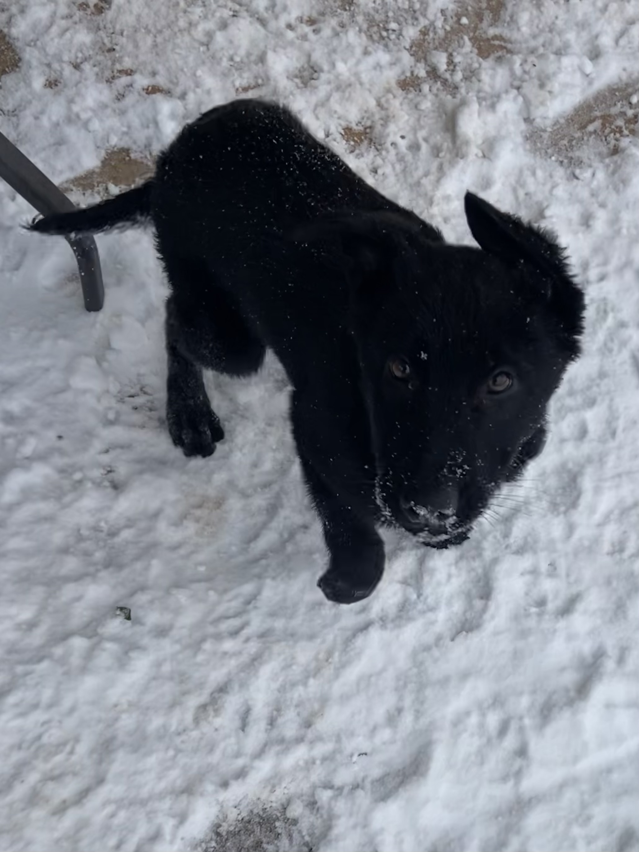 Midnight is a German Shepherd Dog puppy for sale in Oklahoma City, OK