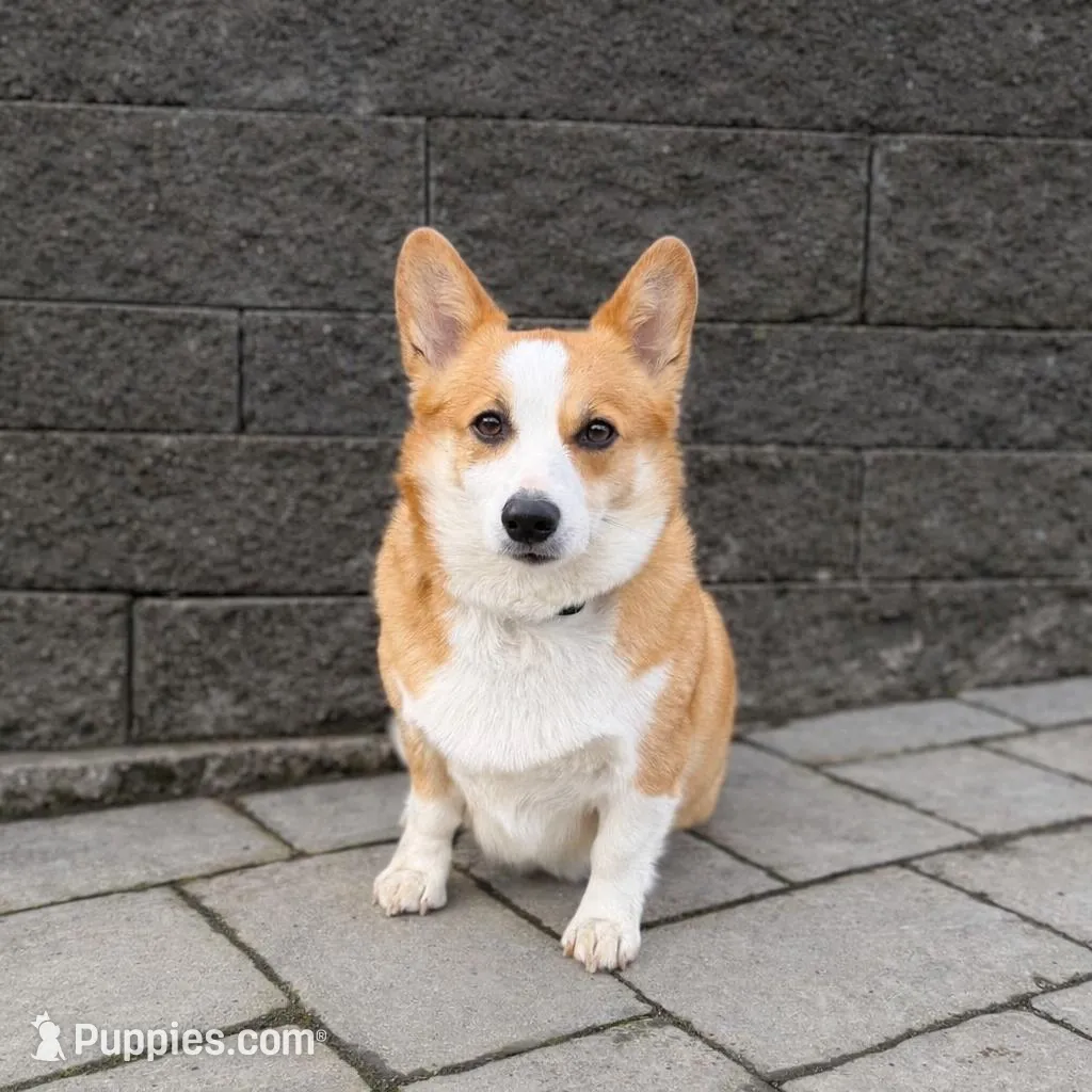 Gracie – Pembroke Welsh Corgi Puppy for Sale in Centralia, WA | Puppies.com
