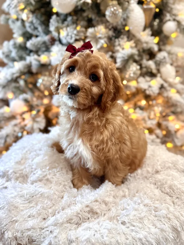 Maddie is a Cavapoo and Cavalier King Charles Spaniel puppy for sale in ...