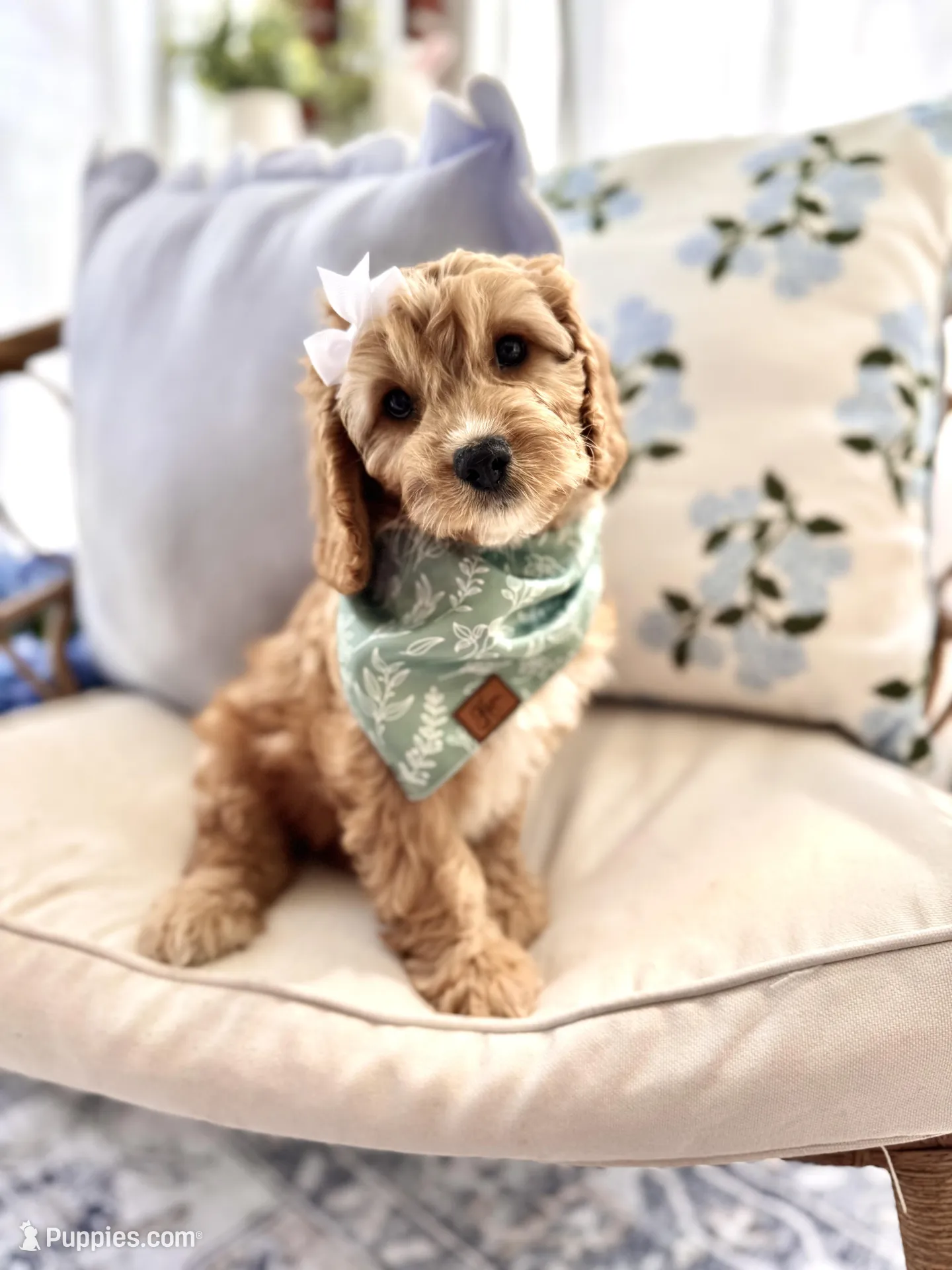 Lottie – Cavapoo and Cavalier King Charles Spaniel Puppy | Puppies.com