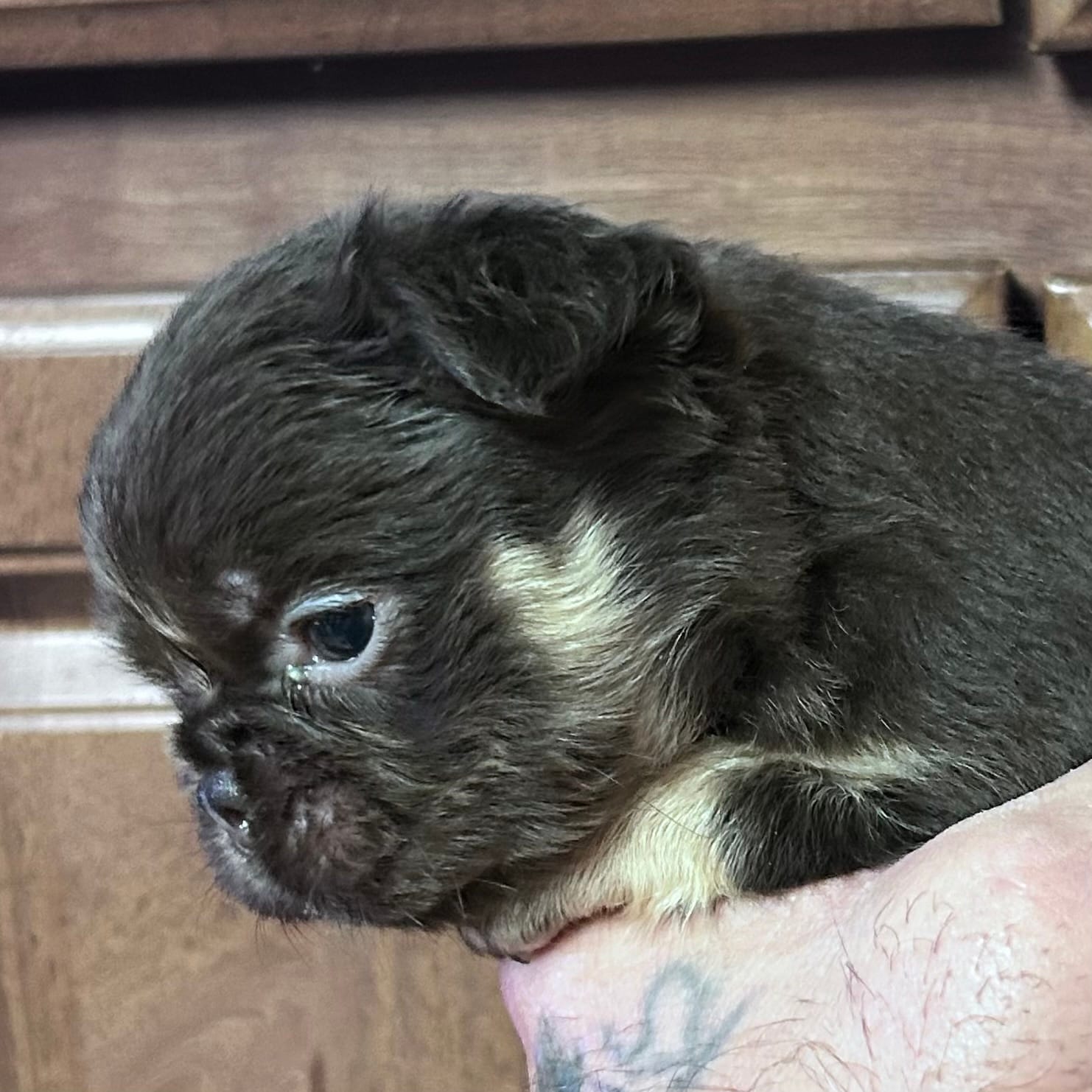 Coco fluffy is a French Bulldog puppy for sale in Oklahoma City, OK