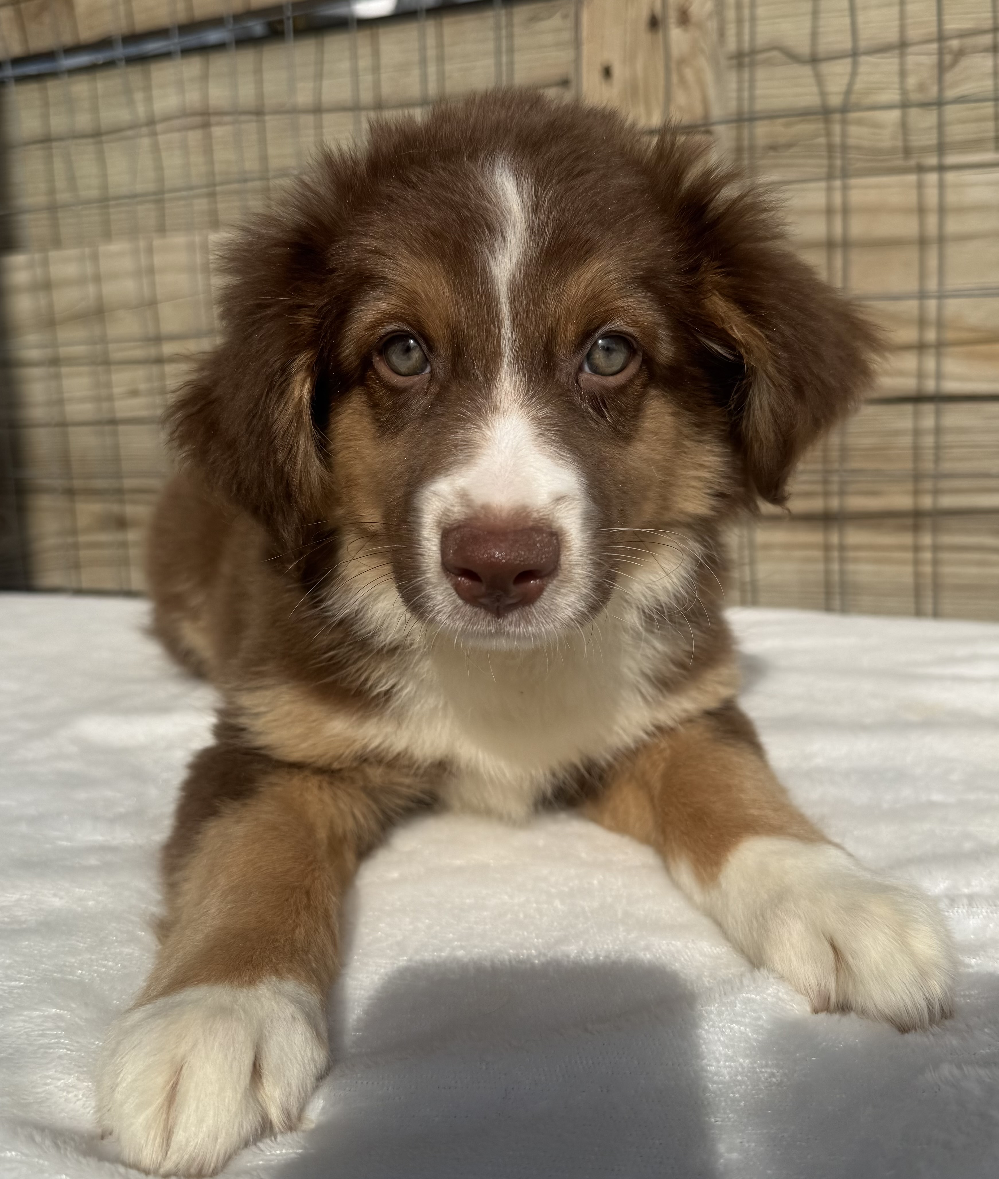 Mini Aussie is a Miniature Australian Shepherd puppy for sale in Mathis, TX