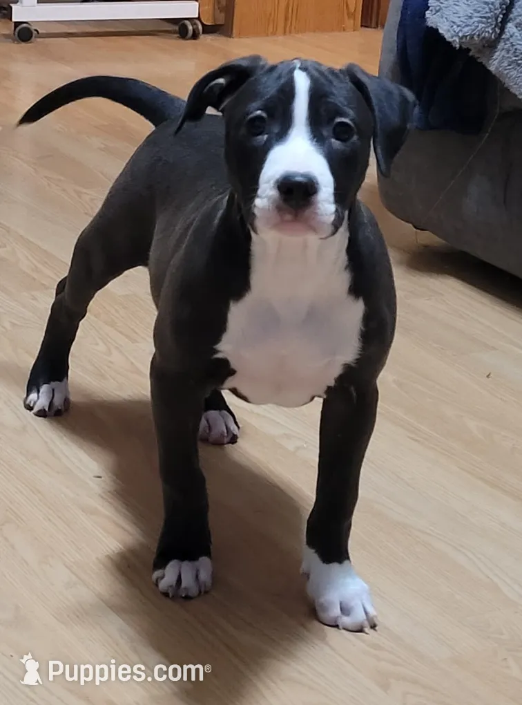 Crazy Daisy Domergue is a American Bully puppy for sale in Churubusco, IN