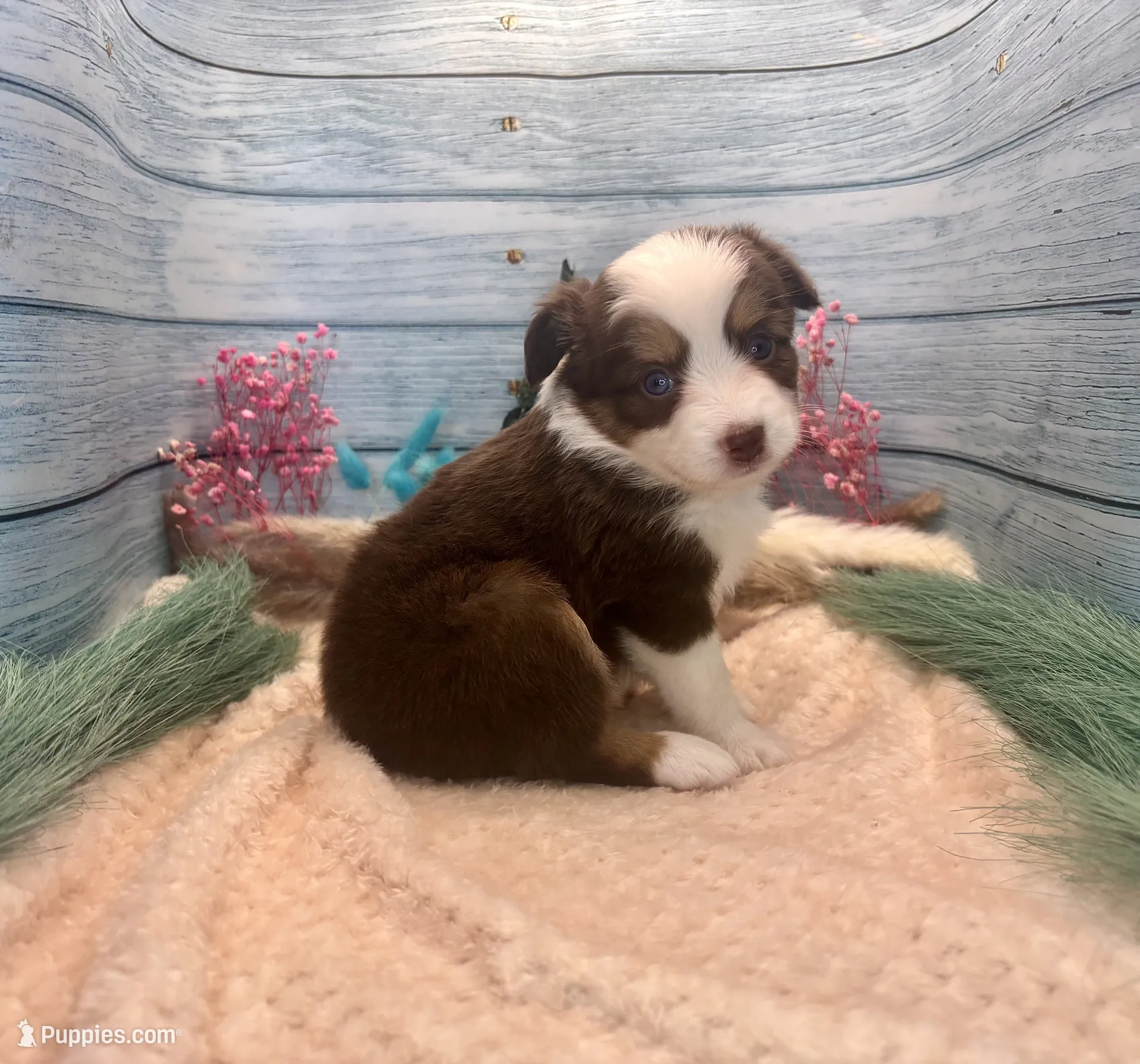 Toy Mini Red Tri Blue Eyes Milky Way – Miniature Australian Shepherd ...