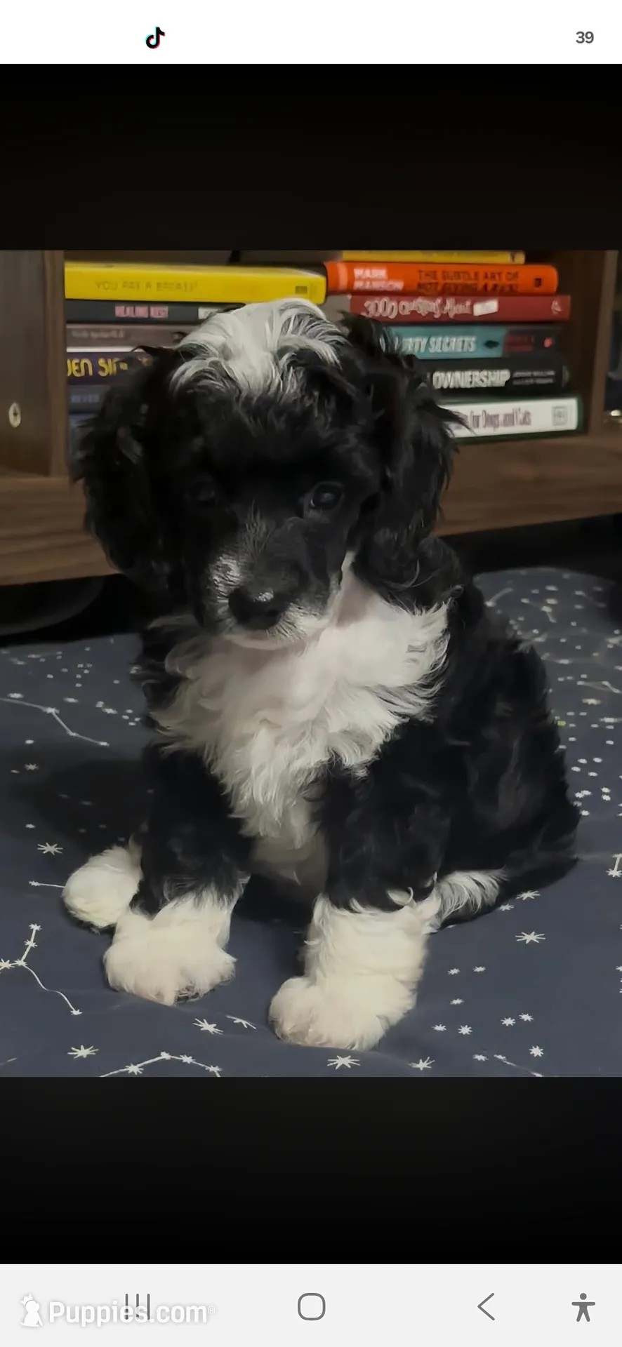 Flower 💛 – Poodle - Miniature Puppy for Sale in Janesville | Puppies.com