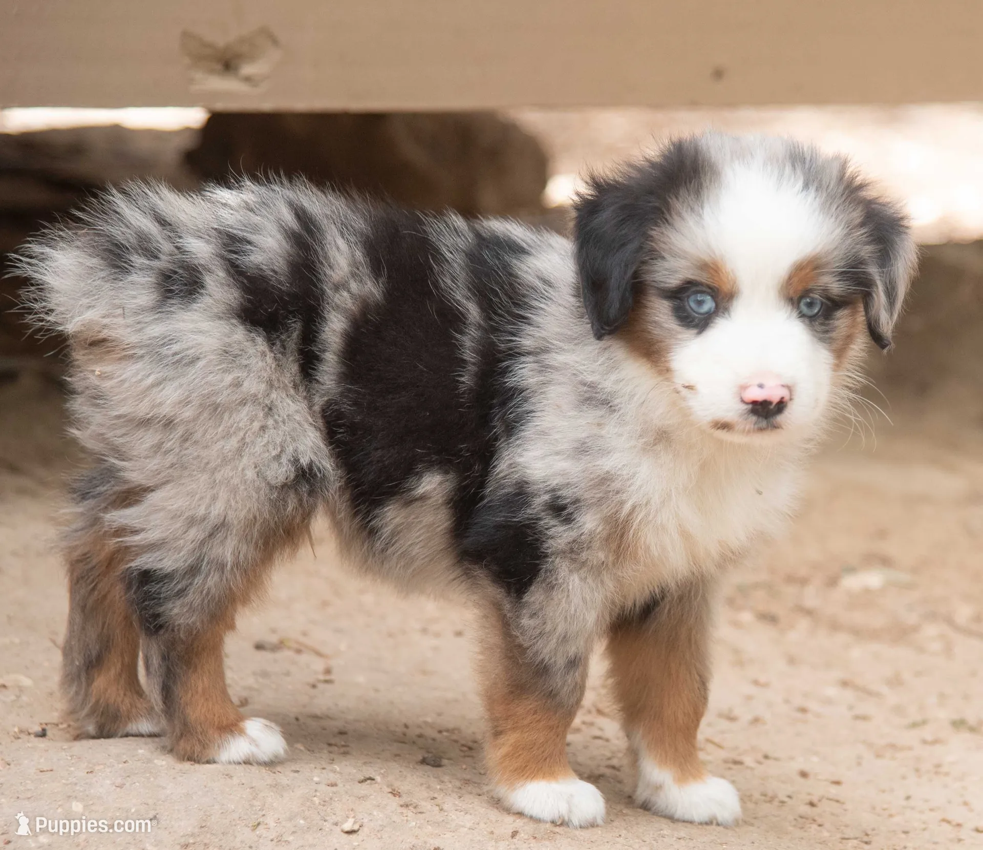 tom – Miniature Australian Shepherd Puppy for Sale | Puppies.com