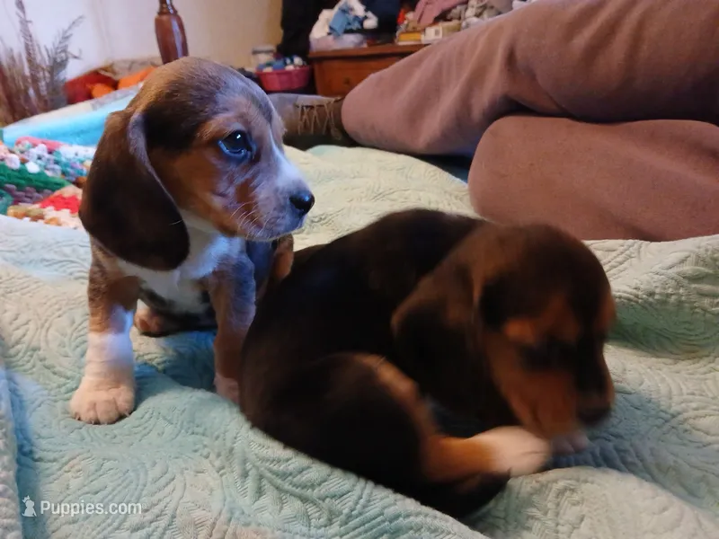 Brenda is a Beagle puppy for sale in Willisville, AR