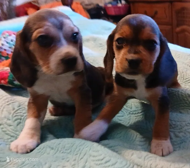 Brenda is a Beagle puppy for sale in Willisville, AR