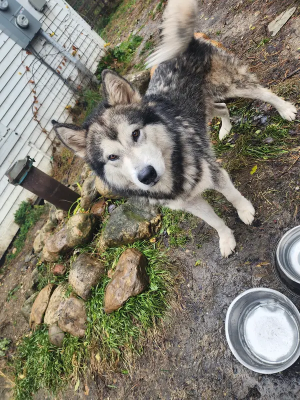 Ezra is a Native American Indian Dog puppy for sale in Shaftsbury, VT