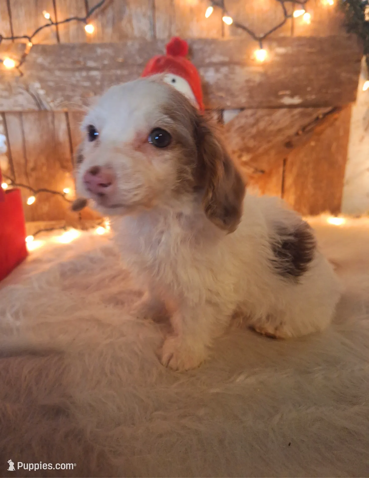 Lily is a Goldendoodle puppy for sale in Centerville, IA