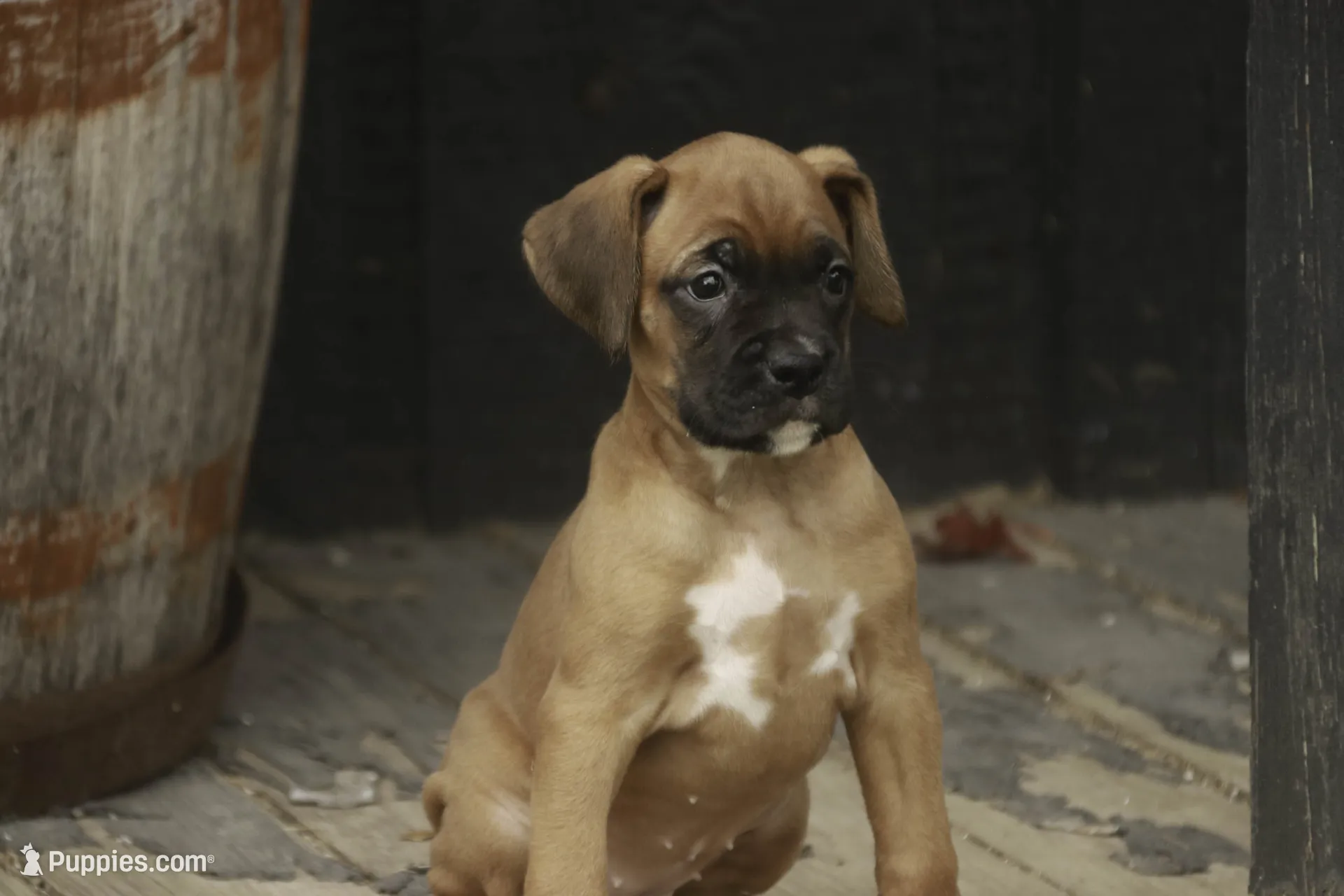 Hazel – Boxer Puppy for Sale in Indiana, IN | Puppies.com