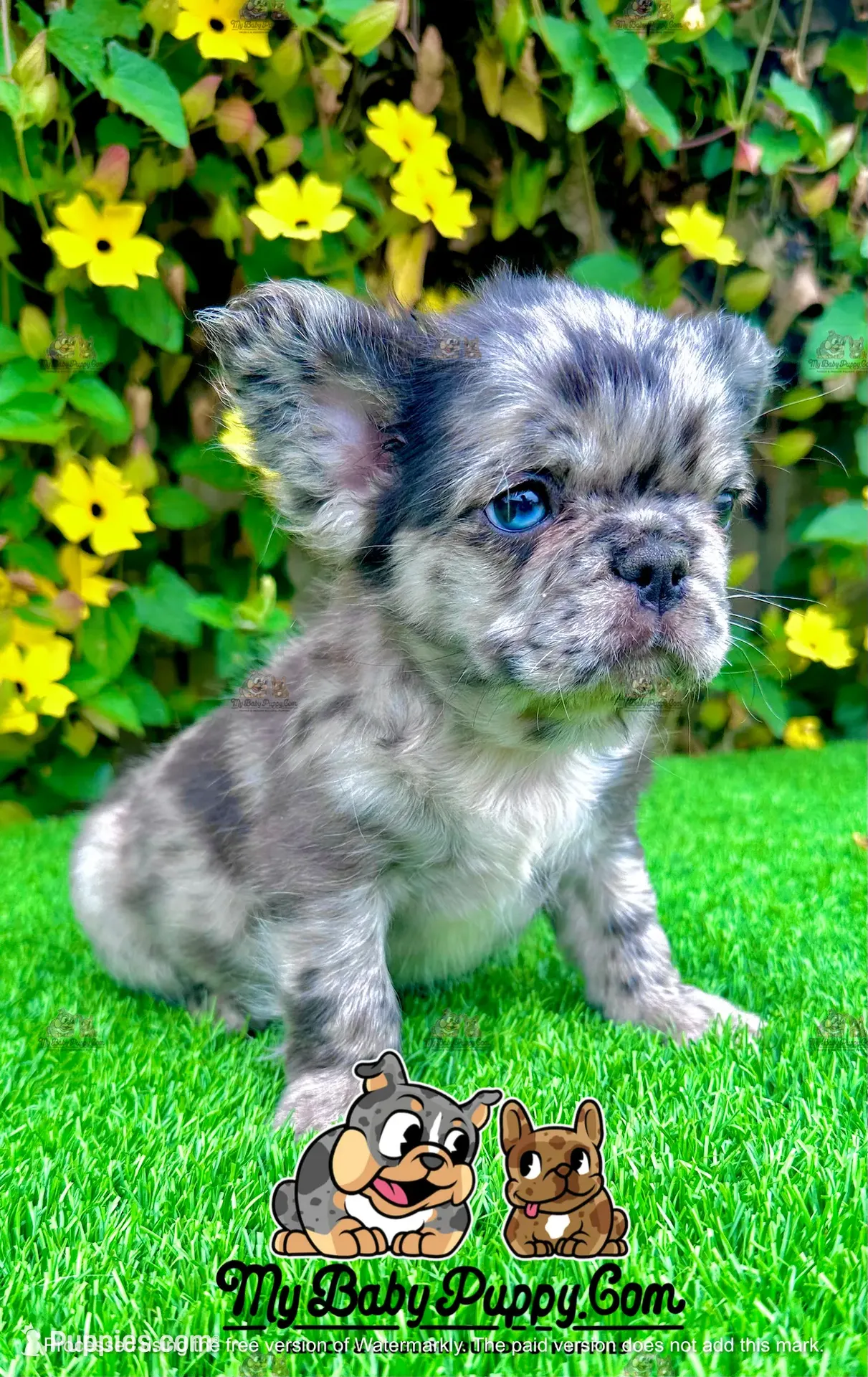 Romeo (Blue Merle Fluffy) – French Bulldog Puppy for Sale | Puppies.com