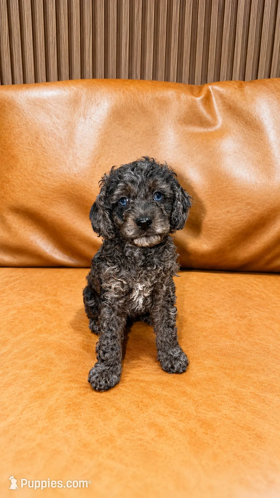 MOANA – Cockapoo Puppy for Sale in Miami, FL | Puppies.com