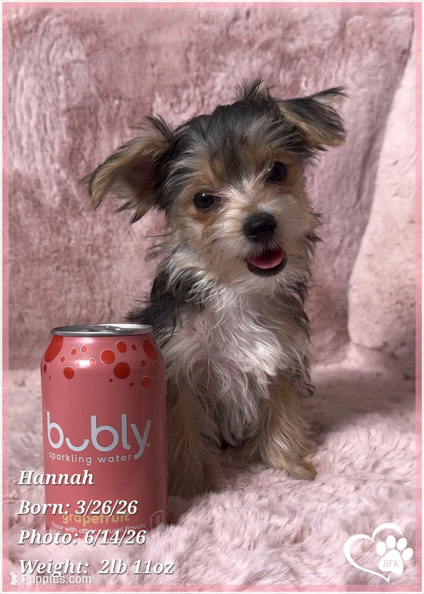 Hannah – Morkie Puppy for Sale in Tempe, AZ | Puppies.com