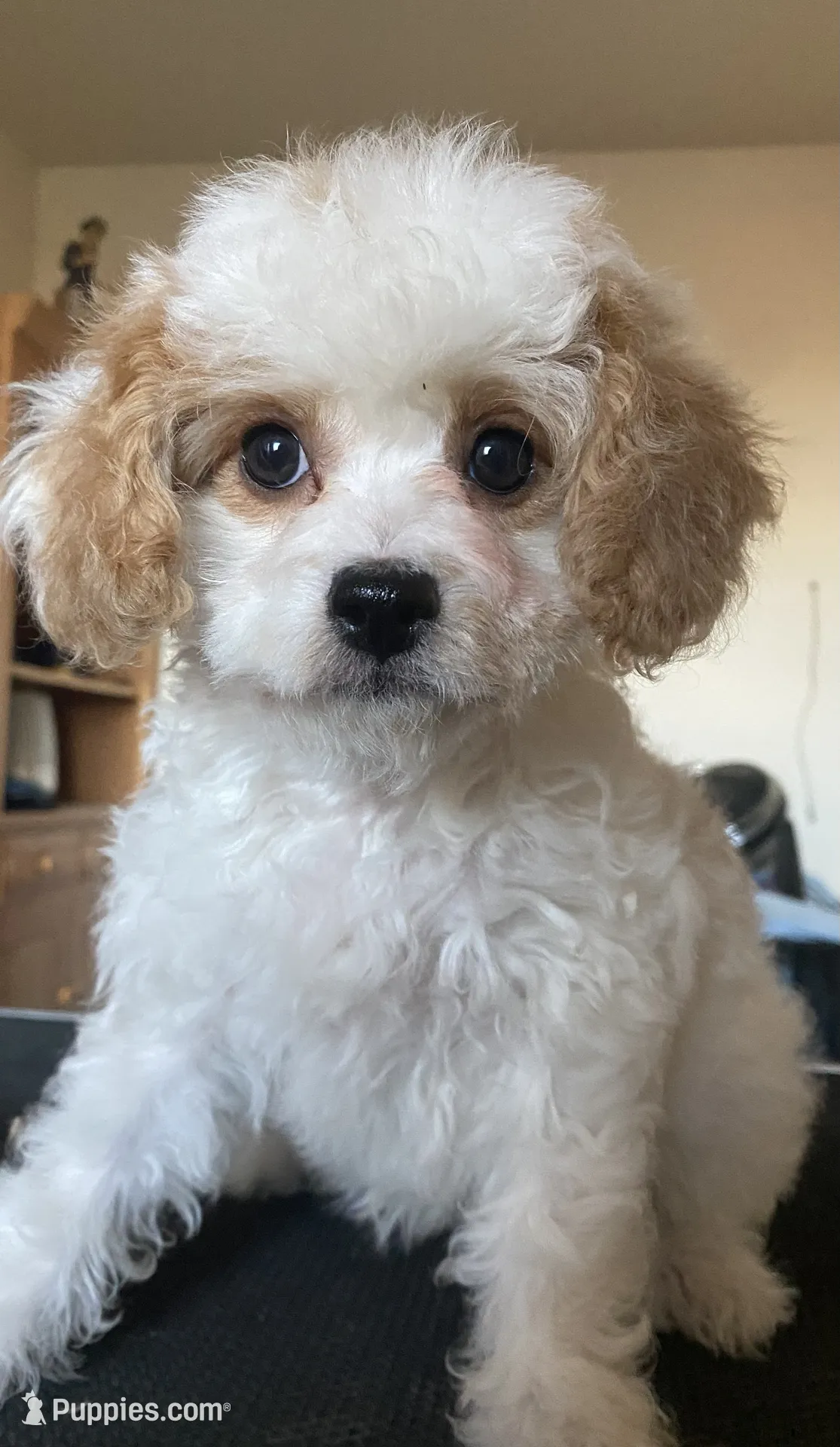 Princess – Cavapoo and Poodle - Toy Puppy for Sale in Mesa | Puppies.com