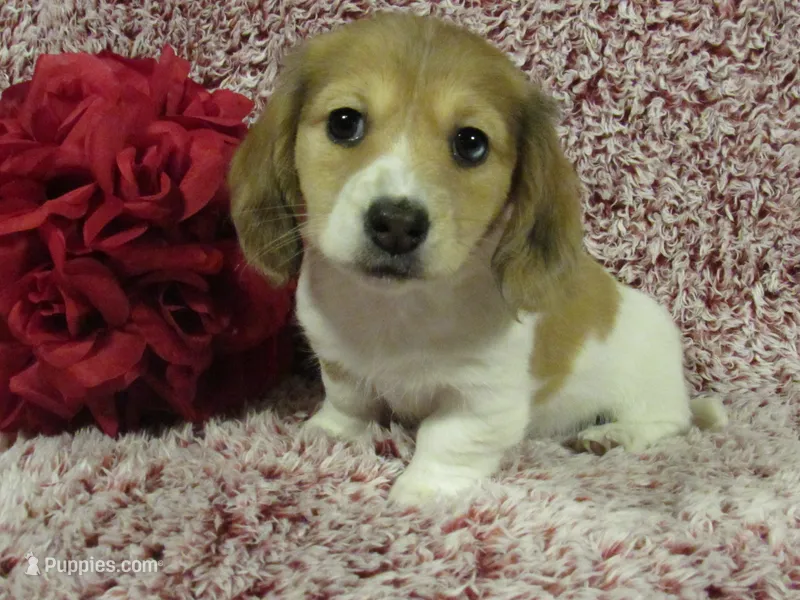 Sophie -AKC is a Miniature Dachshund puppy for sale in Plymouth, IN