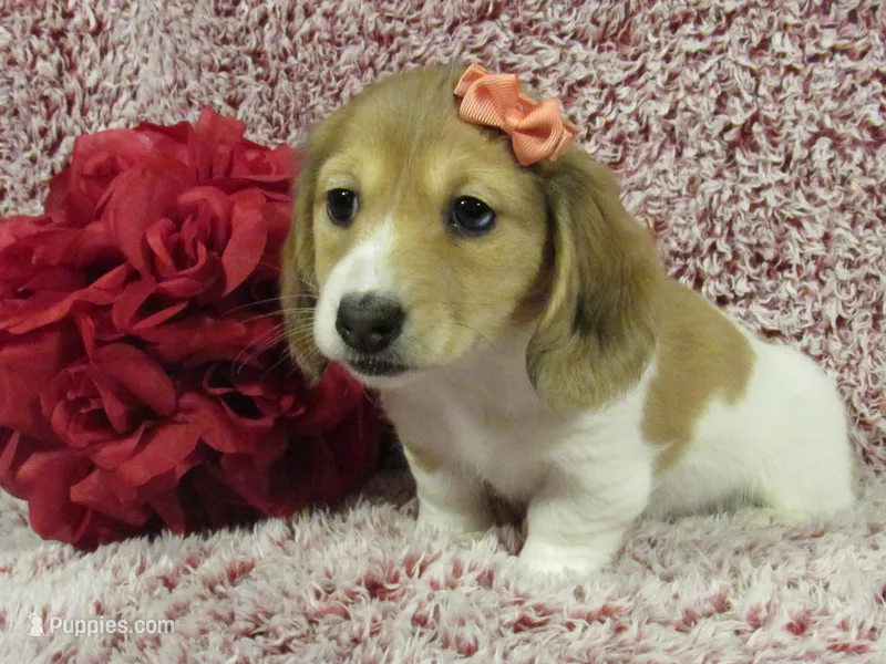 Sophie -AKC is a Miniature Dachshund puppy for sale in Plymouth, IN