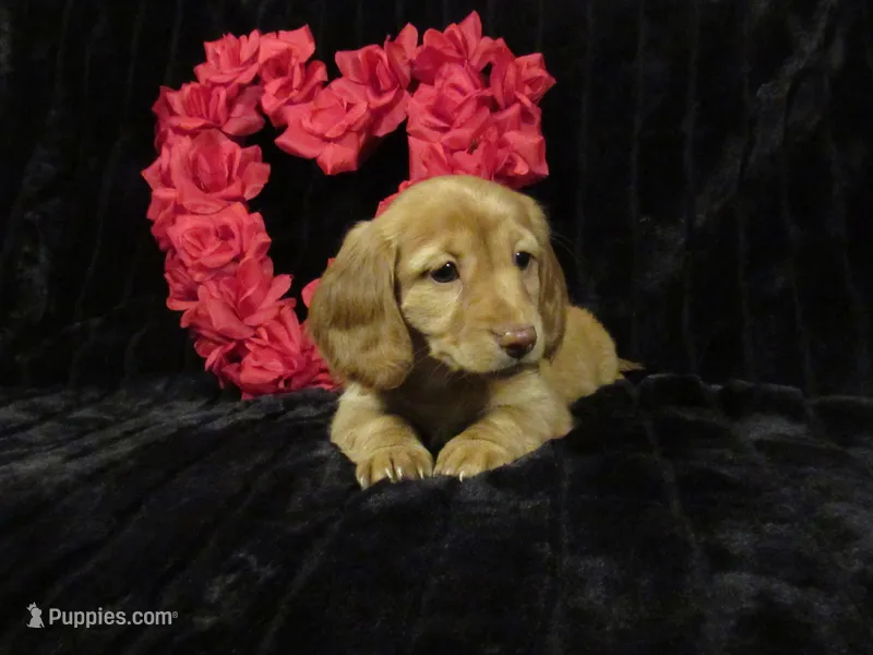 Missy -AKC is a Miniature Dachshund puppy for sale in Plymouth, IN