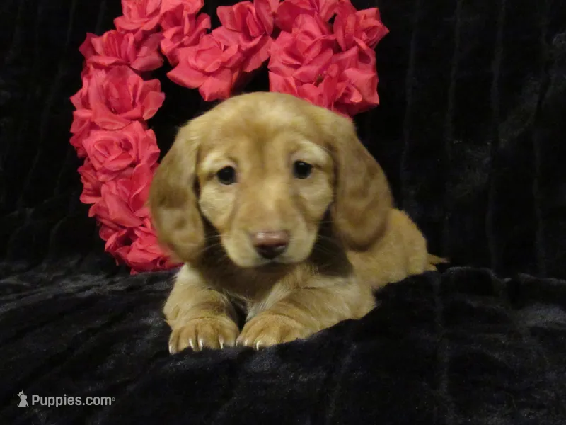 Missy -AKC is a Miniature Dachshund puppy for sale in Plymouth, IN