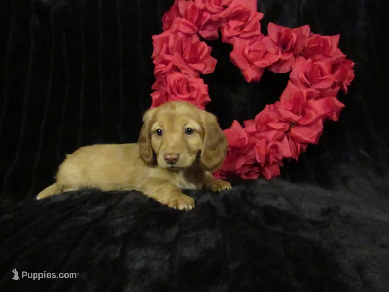 Missy -AKC is a Miniature Dachshund puppy for sale in Plymouth, IN