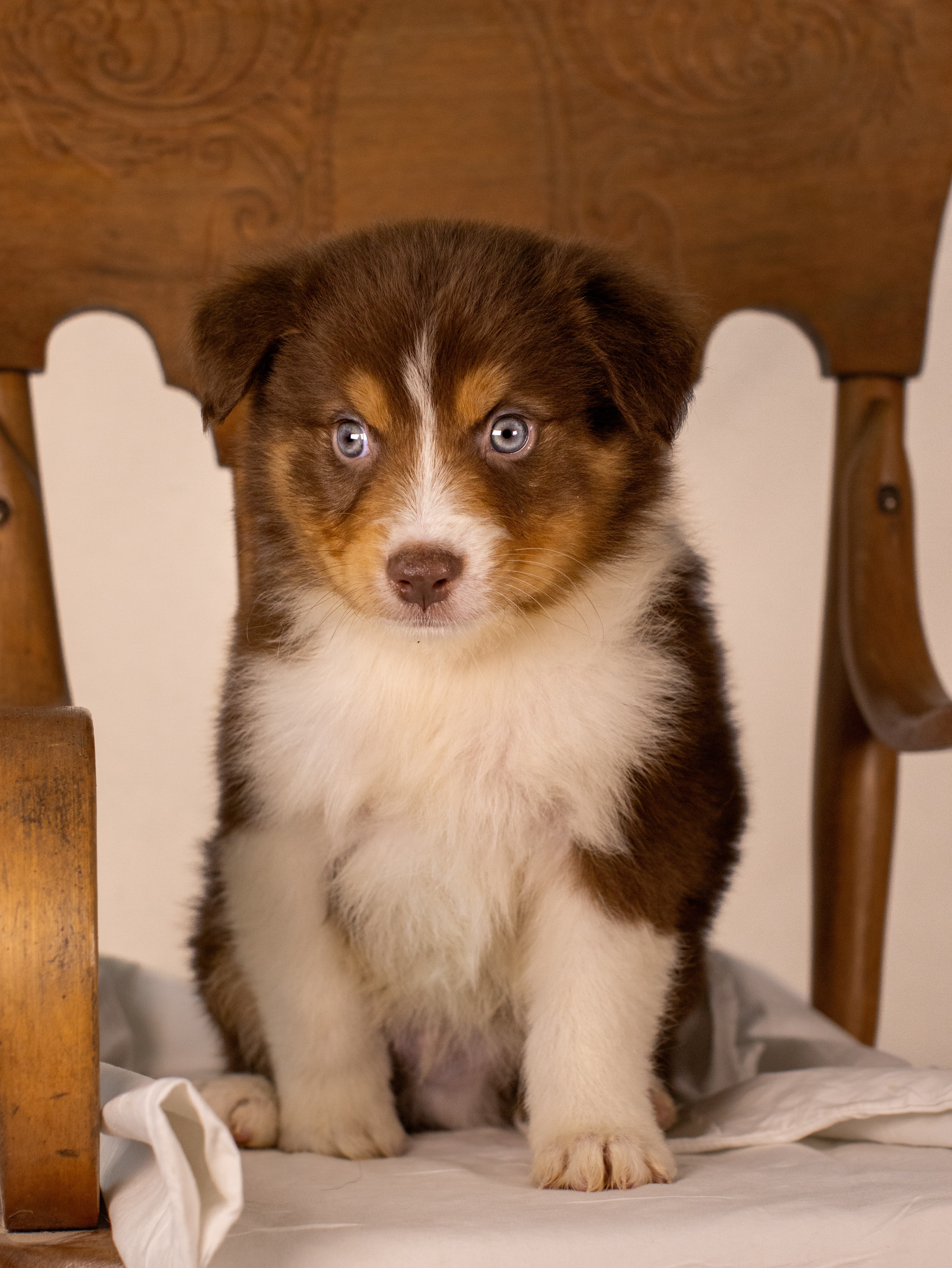 B Red Tri Male 6 is a Australian Shepherd puppy for sale in Mankato, MN