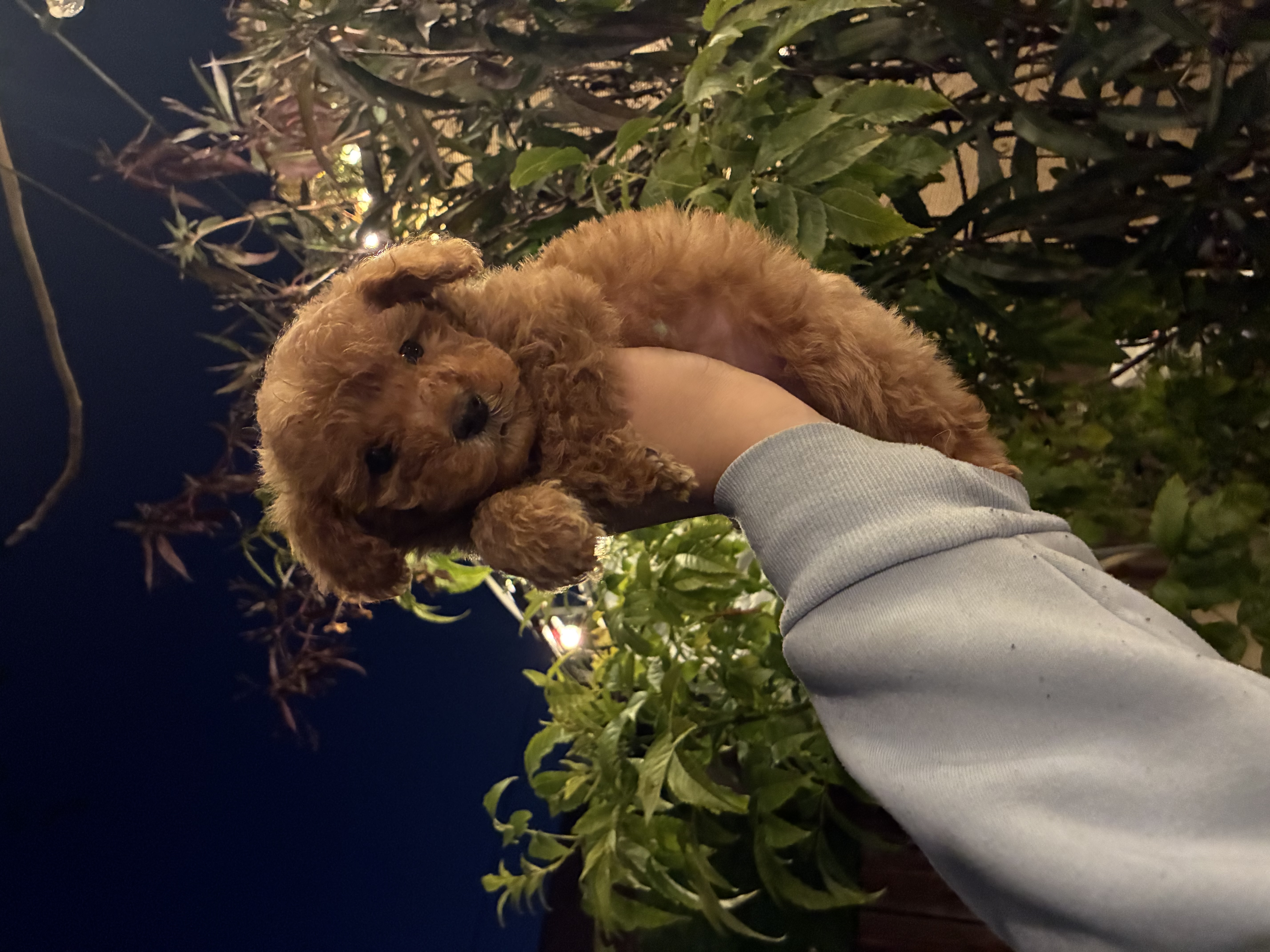 Red is a Maltipoo puppy for sale in Rosedale, CA