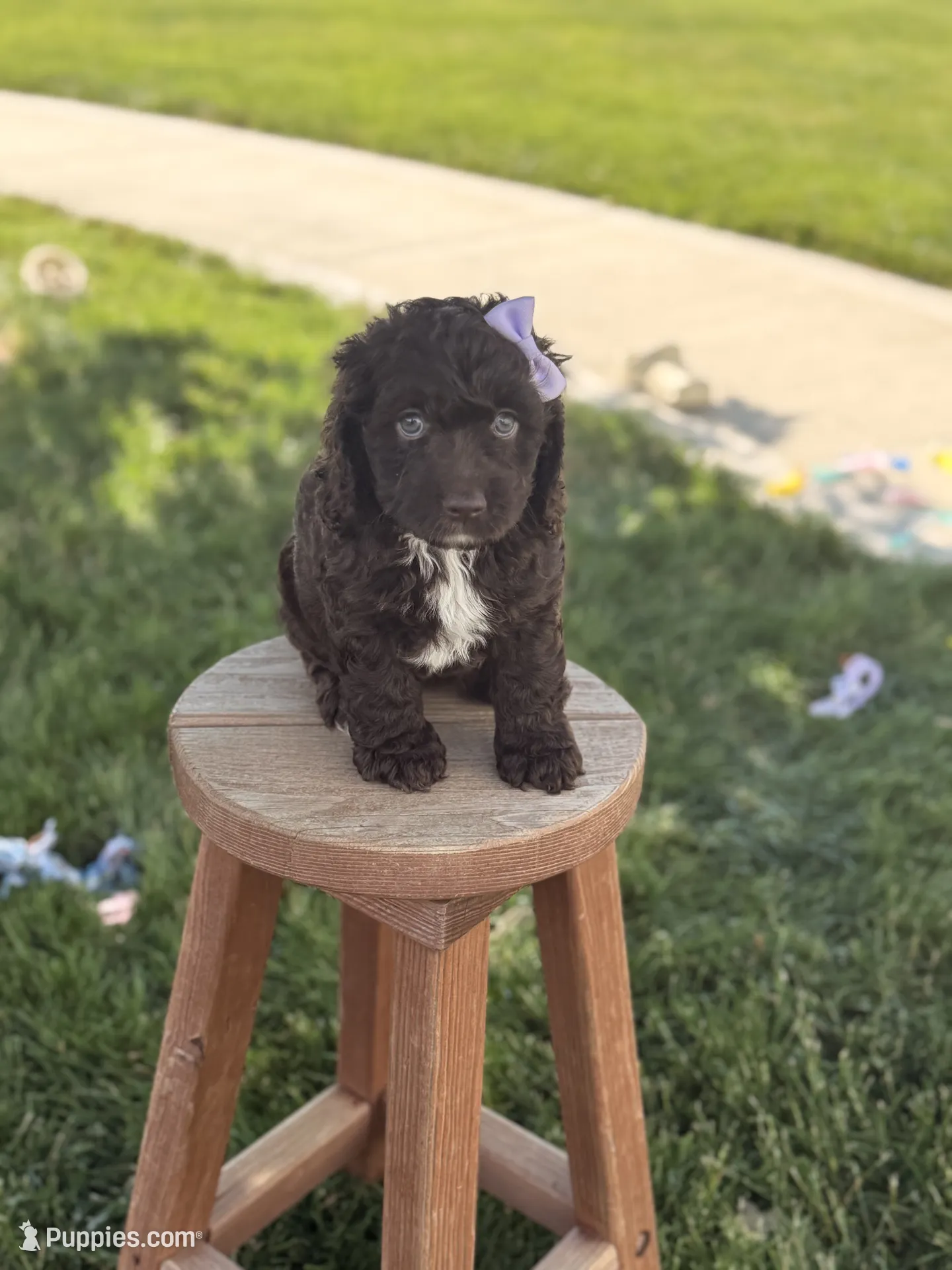 Blossom – Cockapoo Puppy for Sale in Fredericksburg, OH | Puppies.com