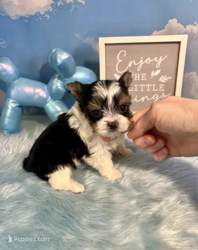 CKC Teacup Oreo is a Yorkshire Terrier puppy for sale in Selmer, TN