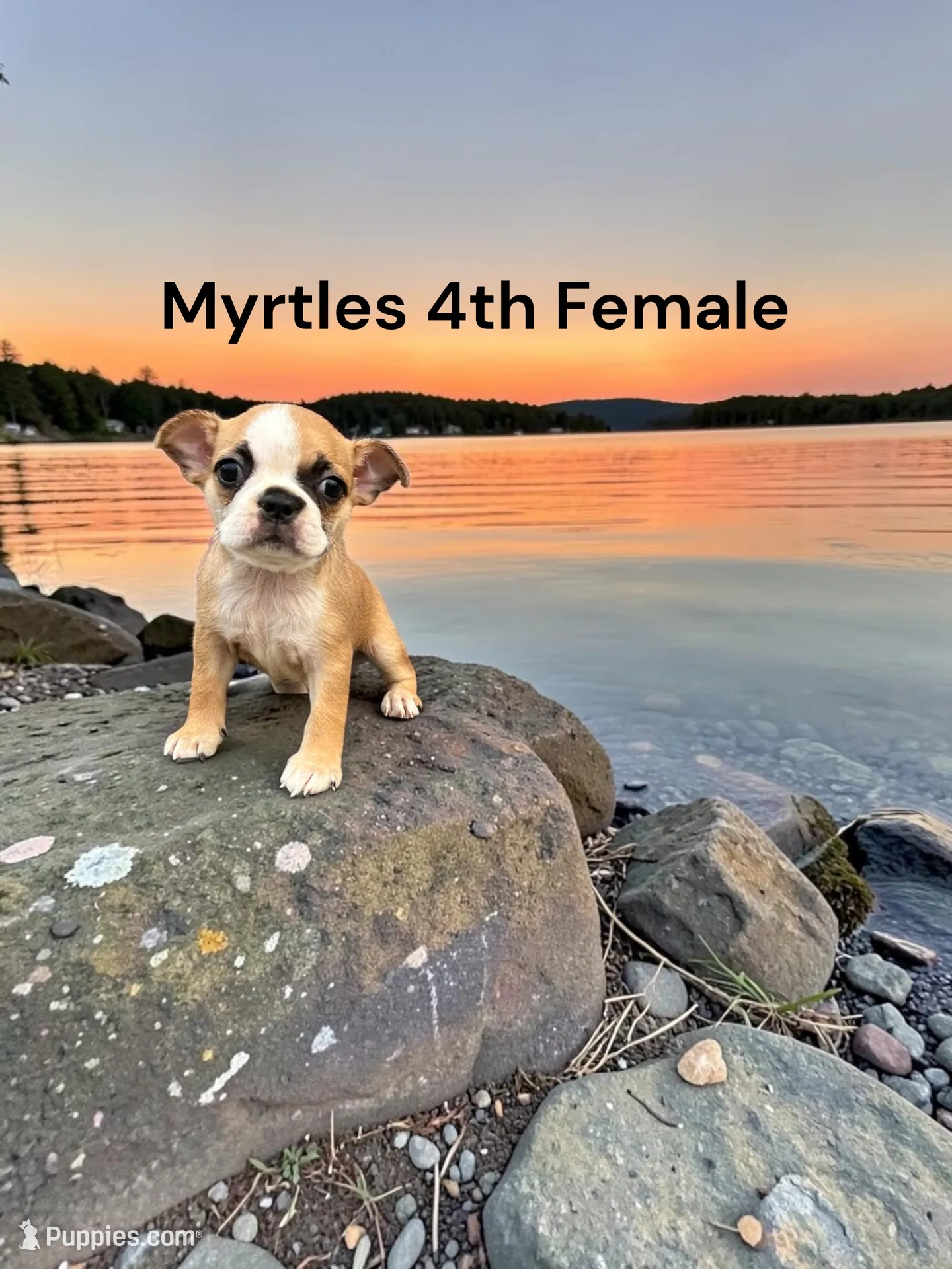 Myrtles Litter 4th Female AKC USDA – Boston Terrier Puppy | Puppies.com
