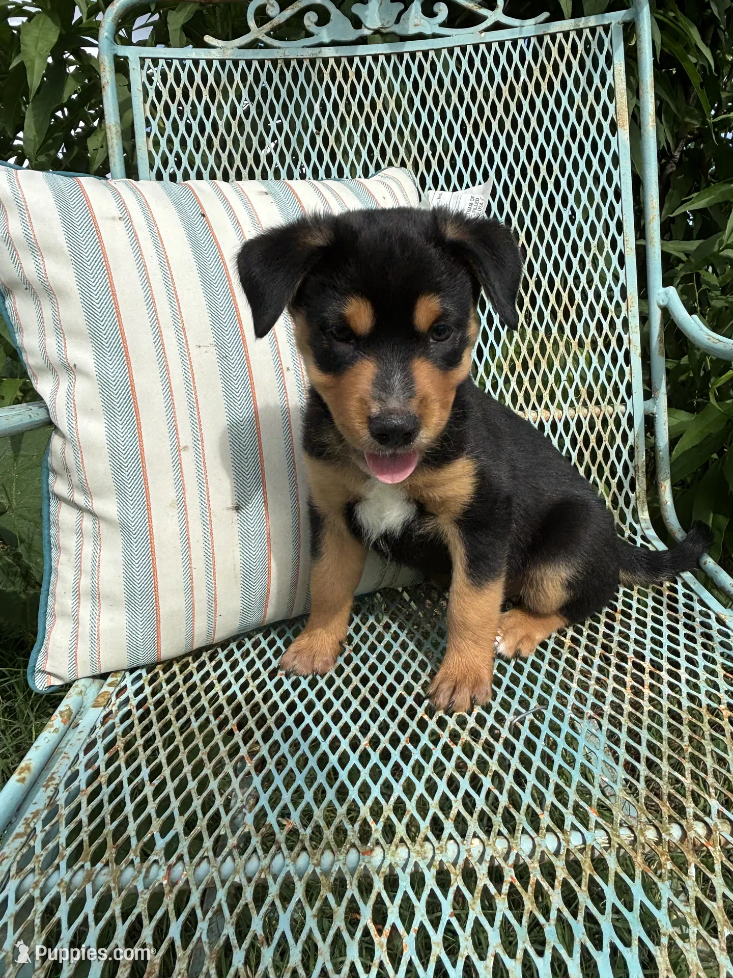 Jake – Australian Cattle Dog and Miniature Australian Shepherd Puppy ...