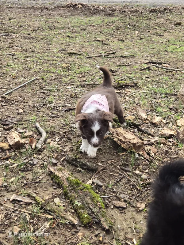 Ruby is a Border Collie puppy for sale in Portland, TN